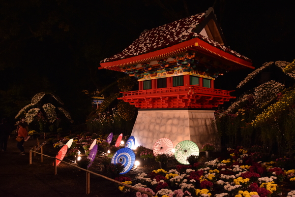 【Chrysanthemums & Shagiri】Your Unexpected Autumn Day Trip from Tokyo ...